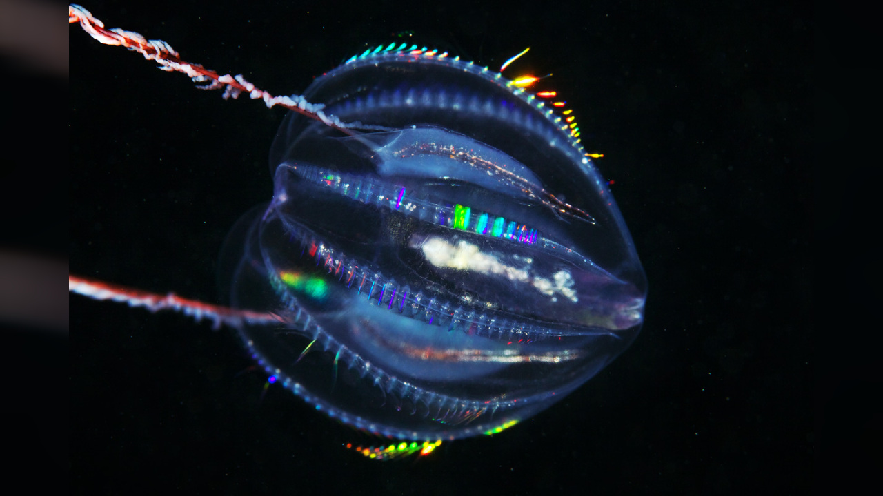 Mertensia ovum Arctic comb jelly, Sea Nut, Arctic Sea Gooseberry