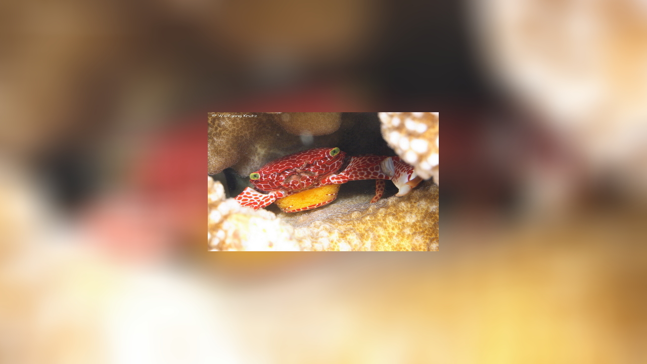 Trapezia rufopunctata Rot Gepunktete Korallenkrabbe