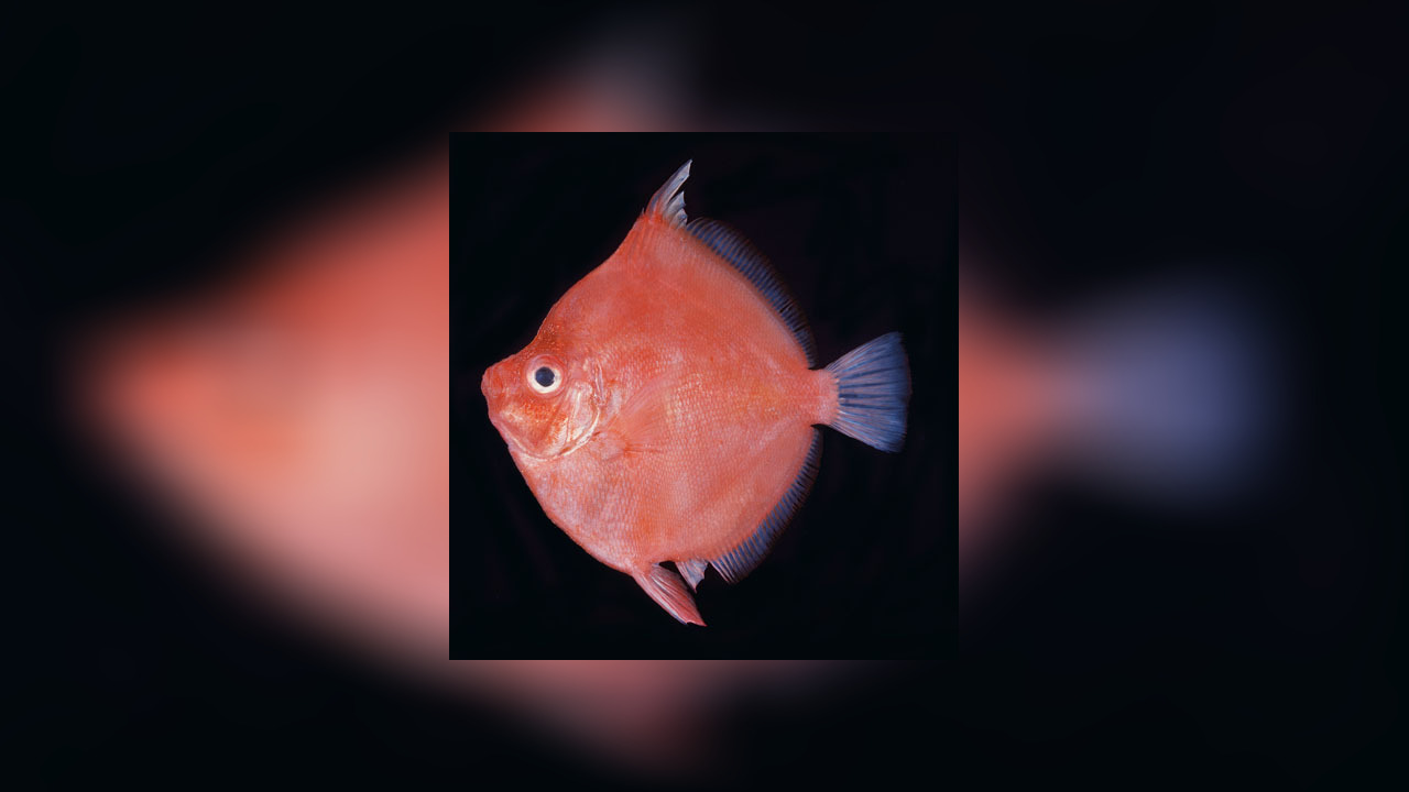 Antigonia capros Deepbody boarfish