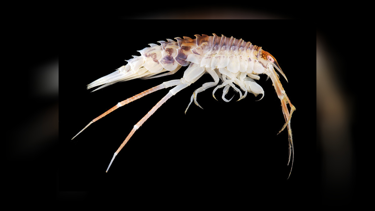 Acanthostepheia malmgreni Flohkrebs