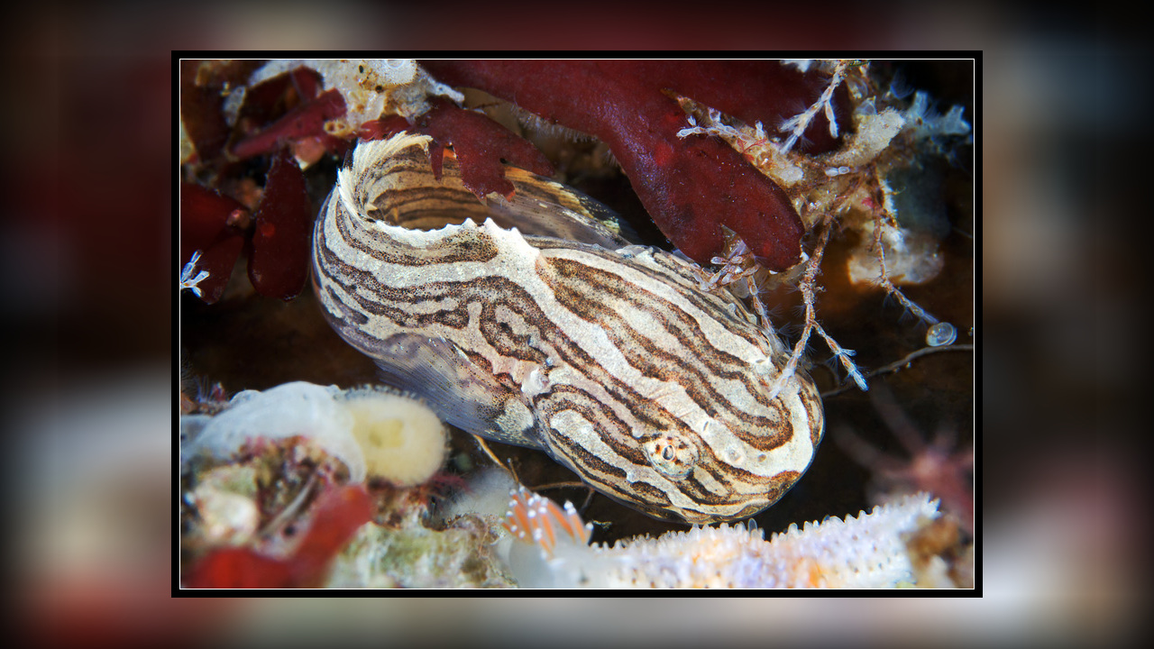 Liparis liparis Striped seasnailfish