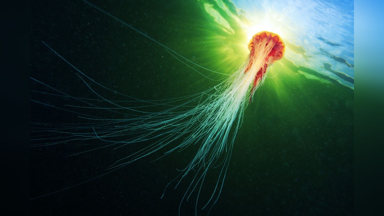 Cyanea capillata Lion´s mane jellyfish