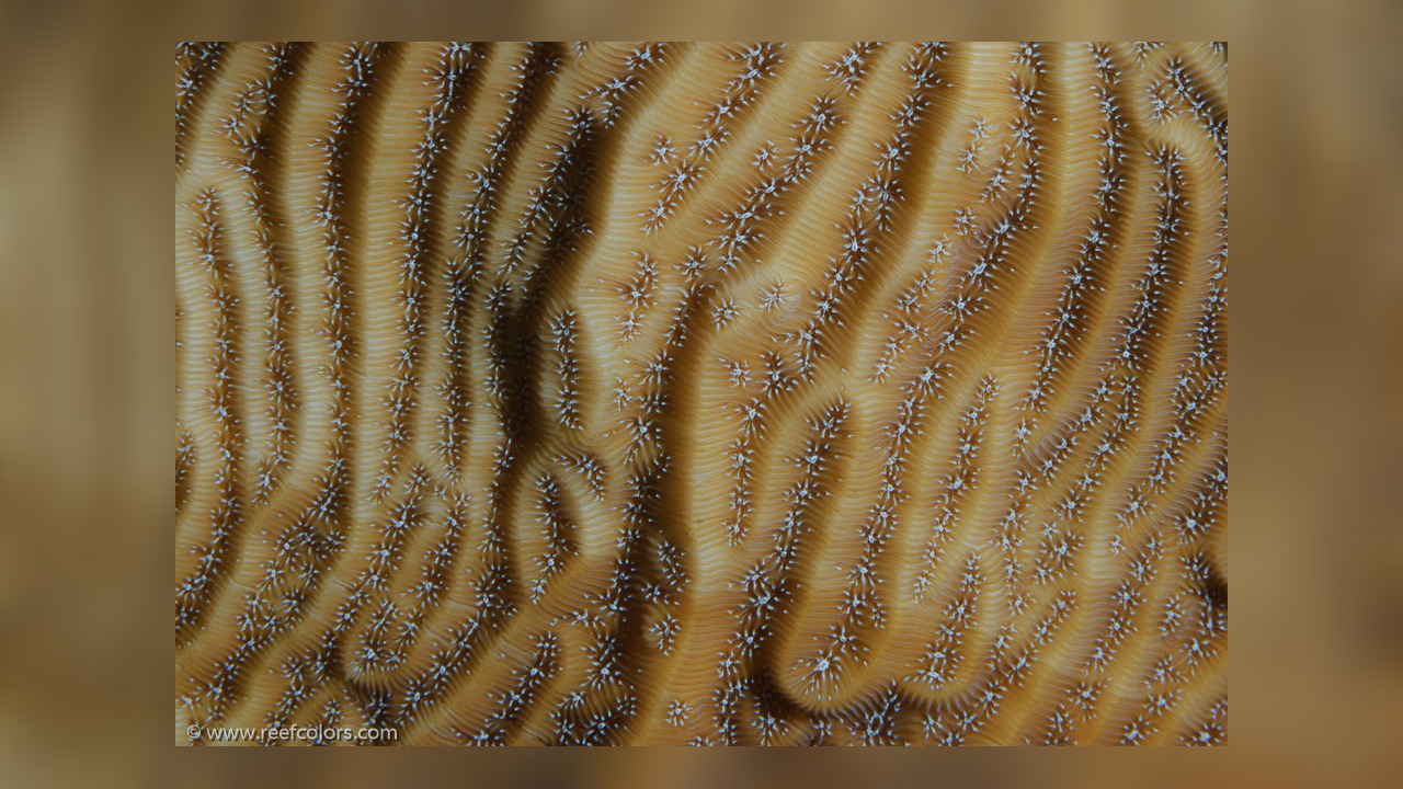 Agaricia lamarcki Lamarck's Sheet Cora