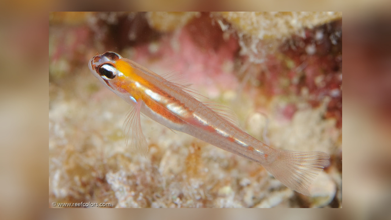 Coryphopterus personatus Masked goby