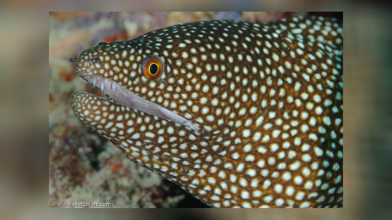 Gymnothorax meleagris Turkey Moray - White-mouth Moray, Whitemouth moray