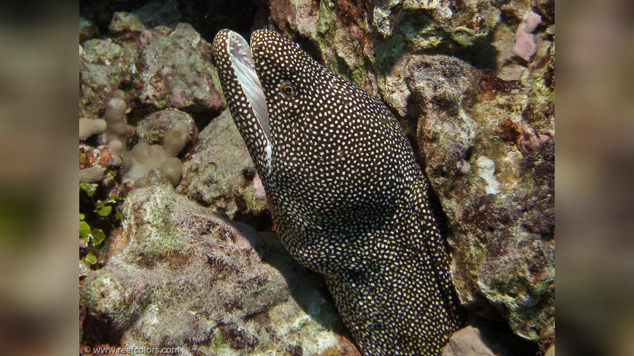 Gymnothorax meleagris Turkey Moray - White-mouth Moray, Whitemouth moray