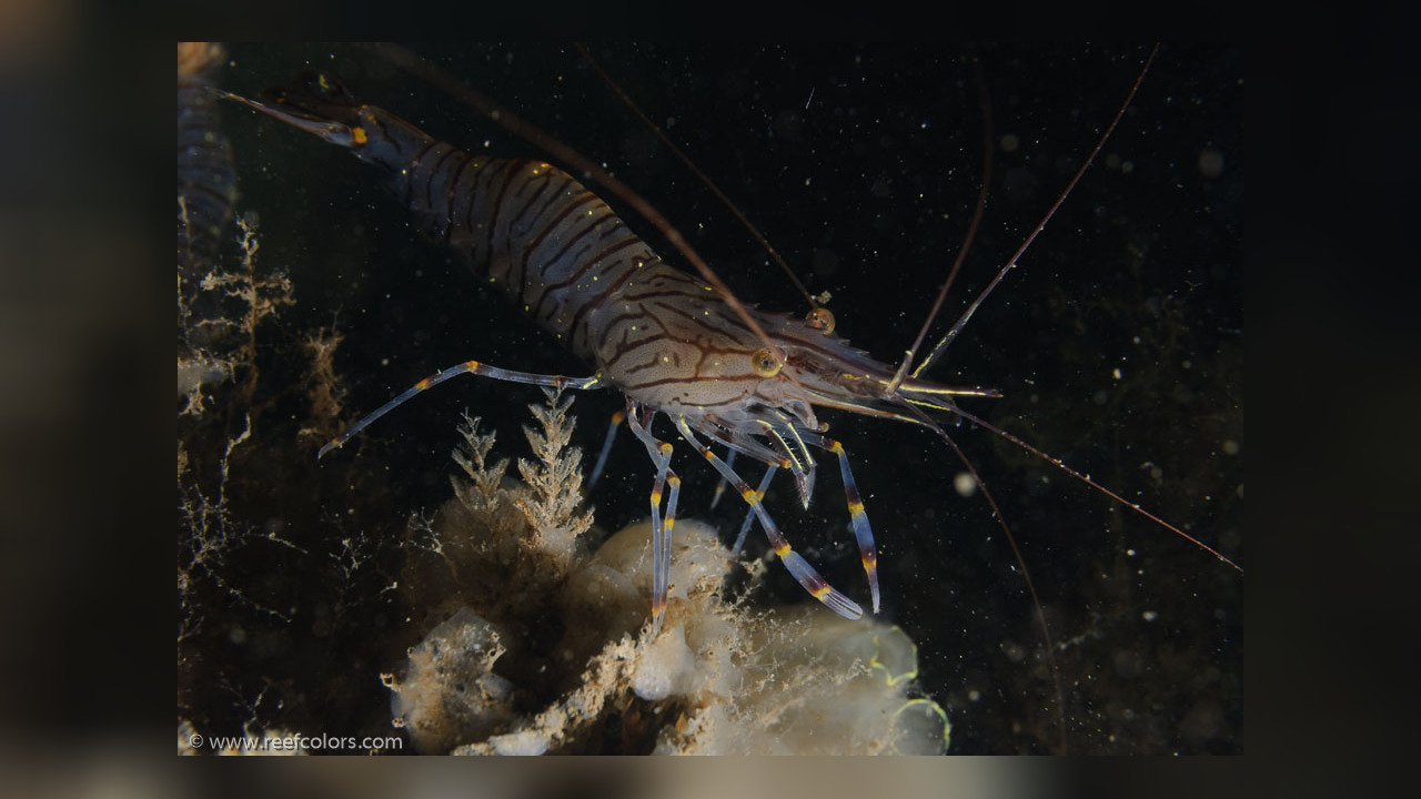 Palaemon serratus Common prawn