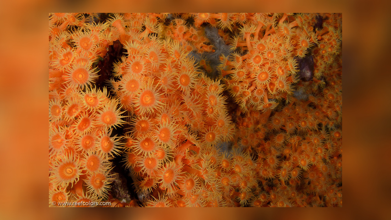 Parazoanthus axinellae Parazoanthus axinellae