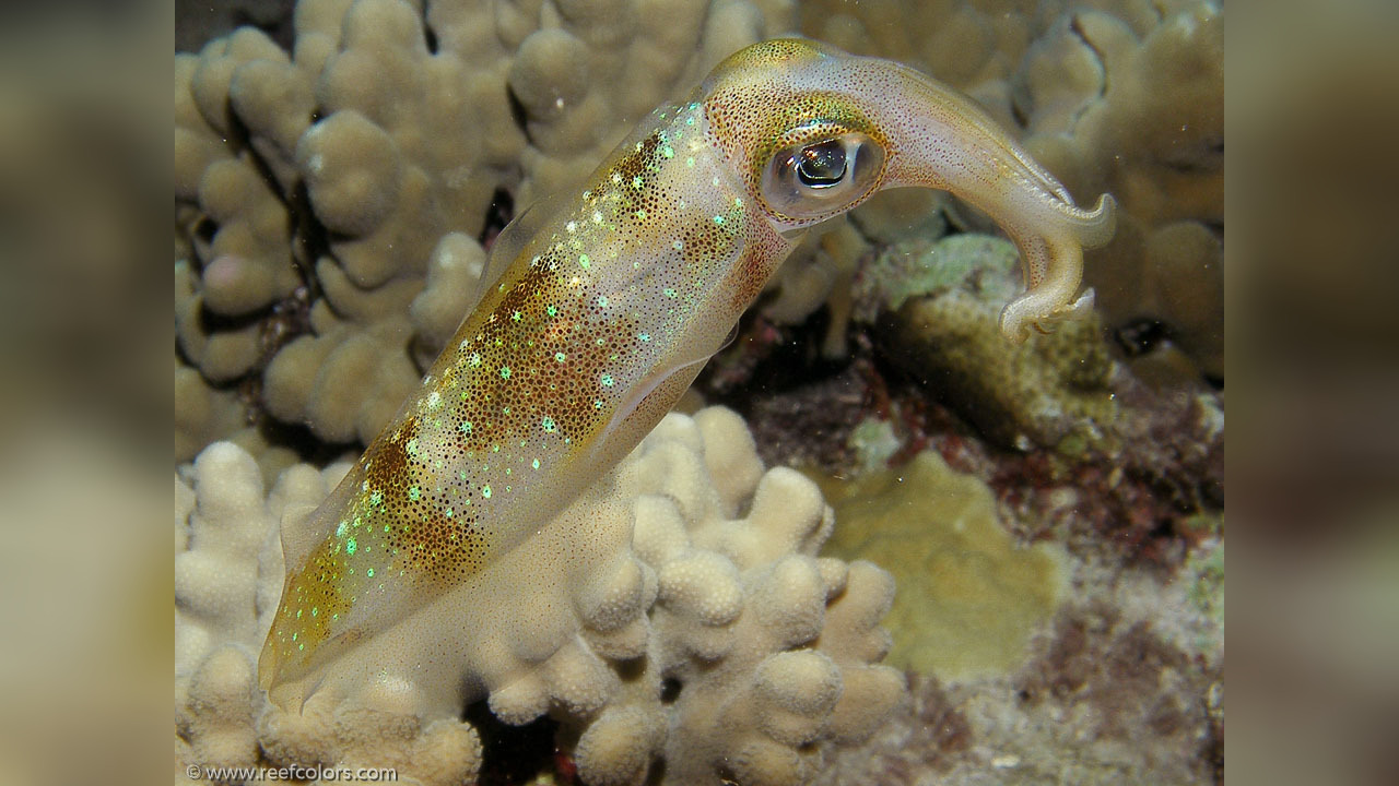 Sepioteuthis lessoniana Bigfin Reef Squid