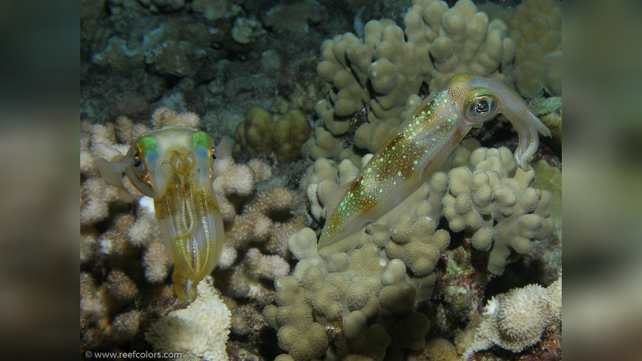 Sepioteuthis lessoniana Bigfin Reef Squid
