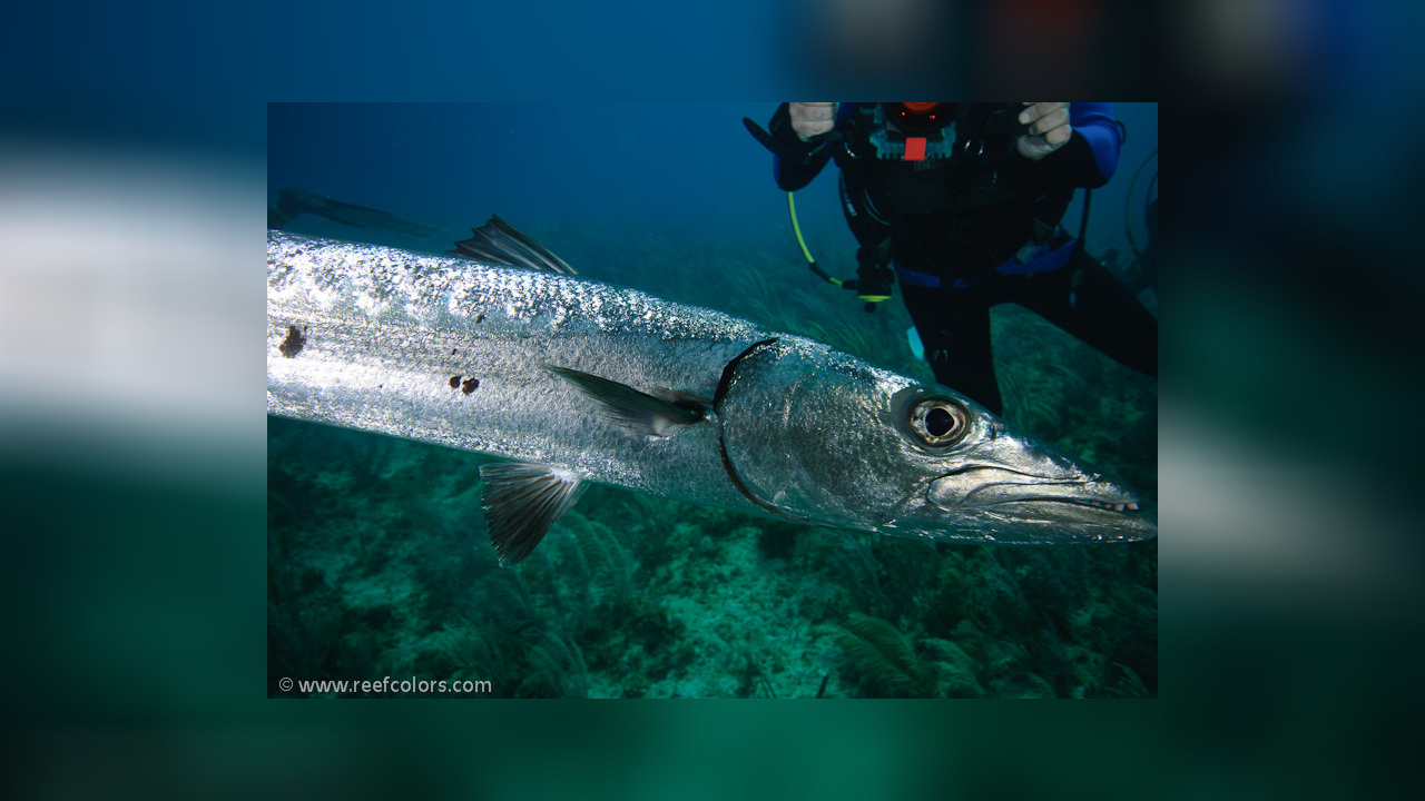 Sphyraena barracuda Great Barracuda, Barra, Barracuda, Commerson's Sea ...