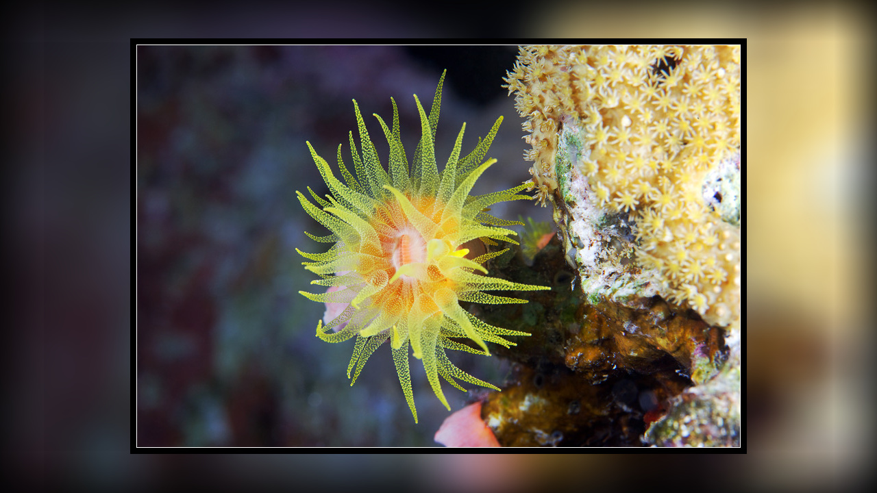 Tubastraea coccinea Orange cup coral