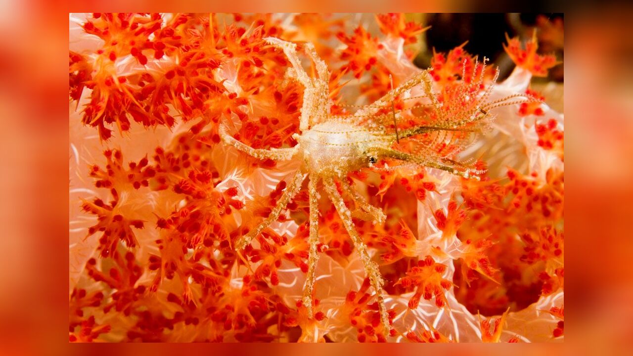 Naxioides taurus Bull crab, Spider Crab