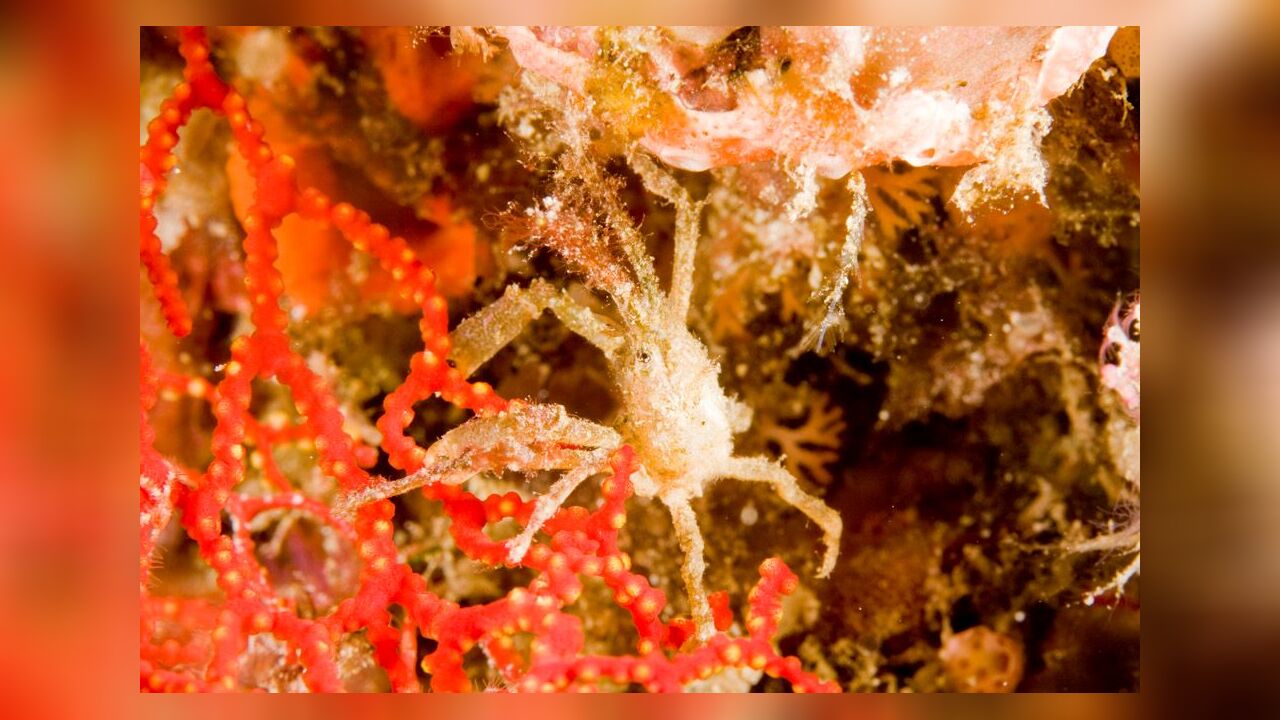 Naxioides taurus Bull crab, Spider Crab