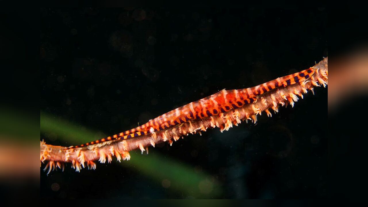 Tozeuma armatum Saw blade Shrimp