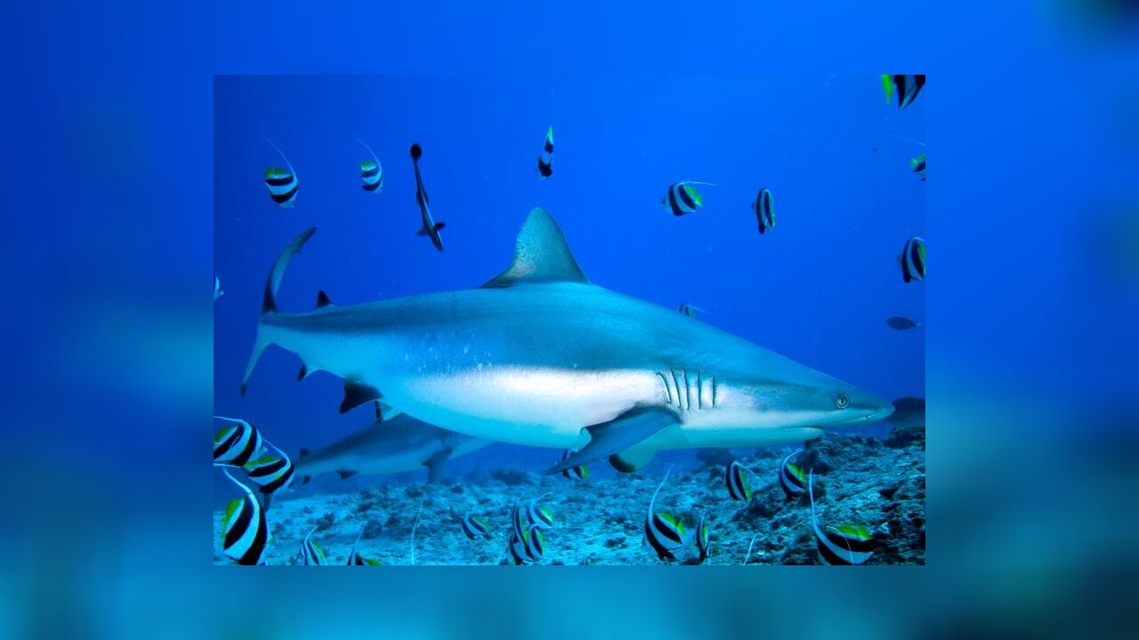 Carcharhinus amblyrhynchos Grauer Riffhai