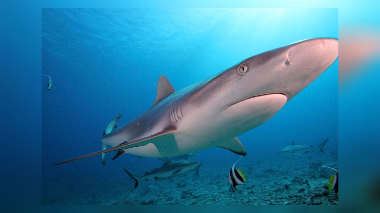 Carcharhinus amblyrhynchos Grauer Riffhai