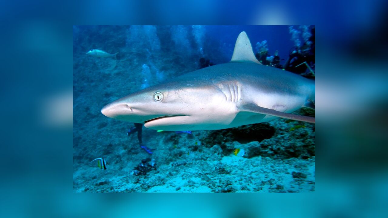 Carcharhinus amblyrhynchos Grauer Riffhai