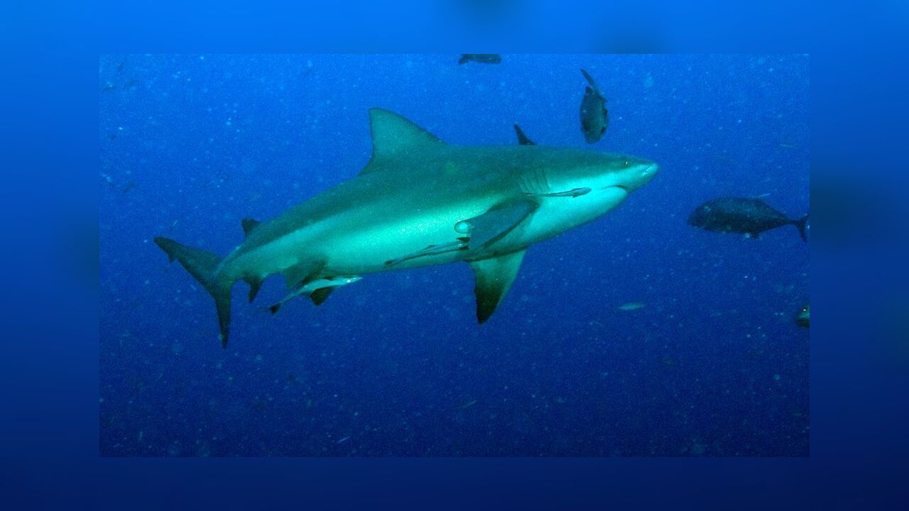 Carcharhinus leucas Bullenhai, Stierhai, Gemeiner Grundhai