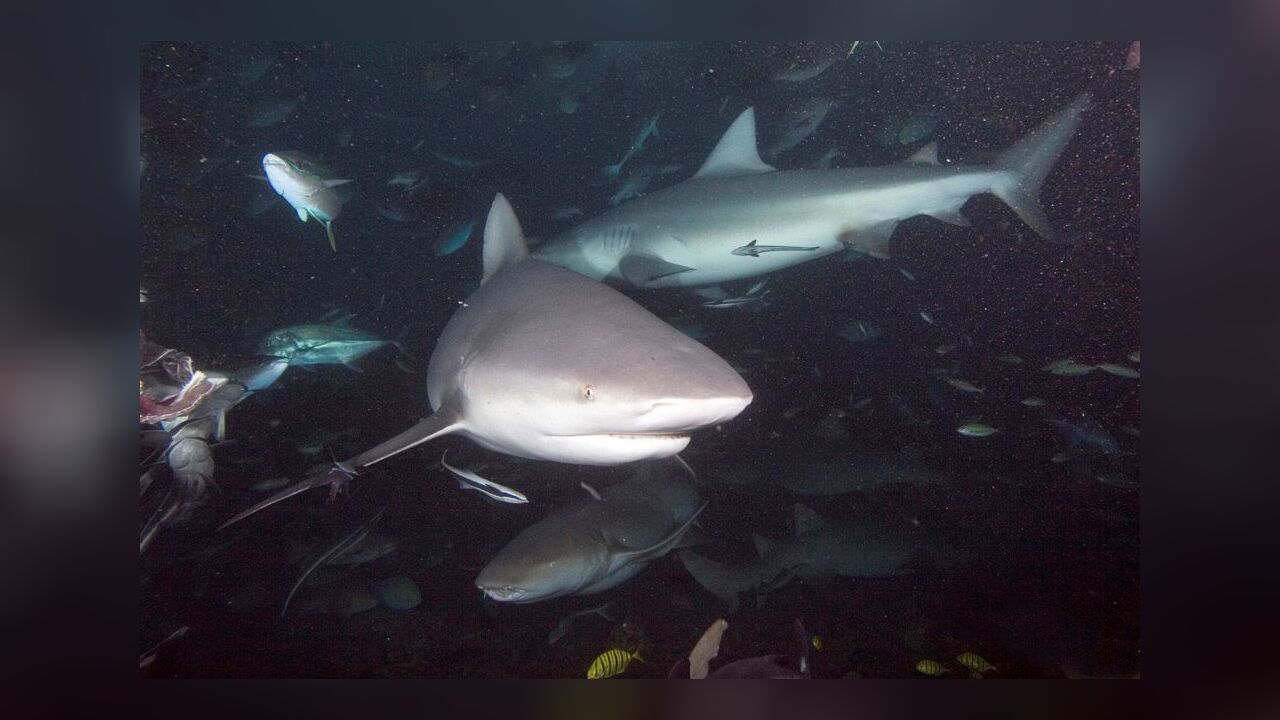 Carcharhinus leucas Bullenhai, Stierhai, Gemeiner Grundhai