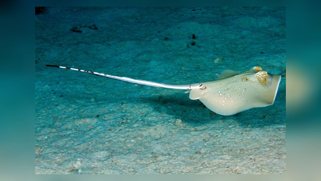Neotrygon kuhlii Bluespotted Stingray, Bluespotted Maskray