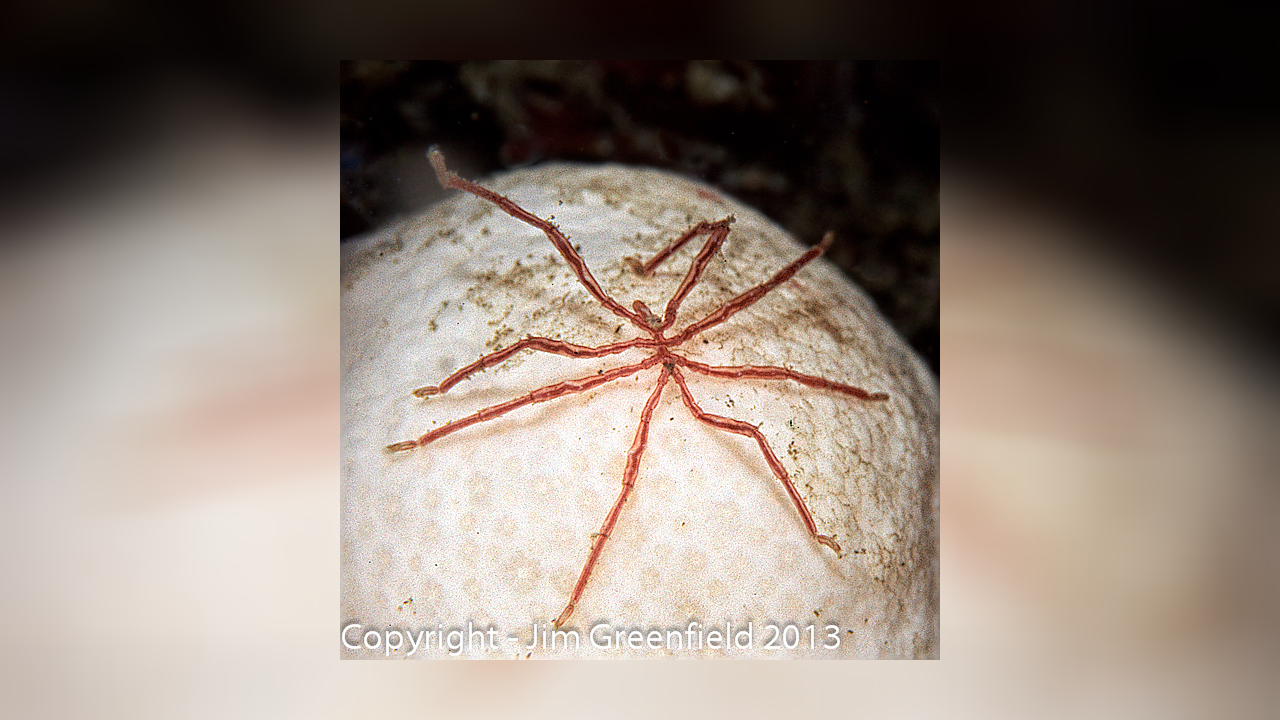 Nymphon gracile sea spider