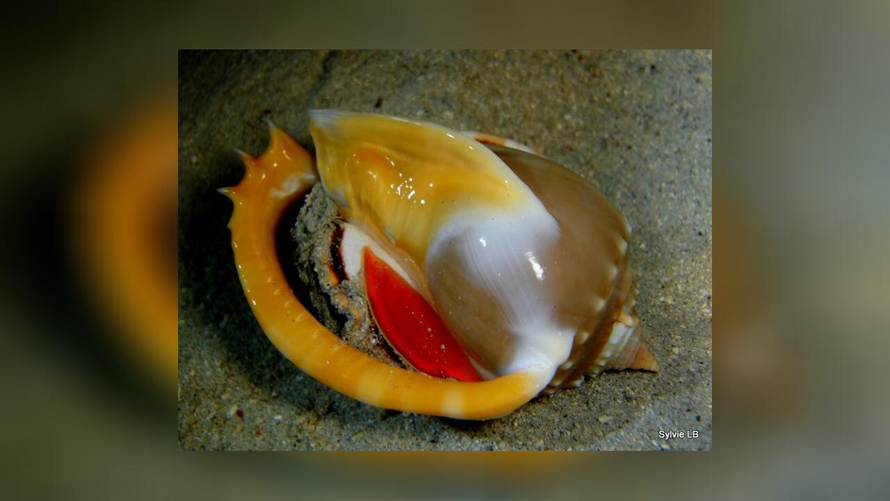 Phalium glaucum Graue Helmschnecke