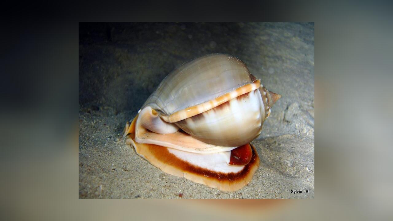 Phalium glaucum Graue Helmschnecke