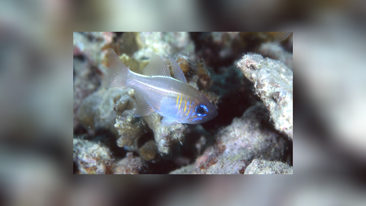 Zoramia leptacantha Threadfin cardinalfish