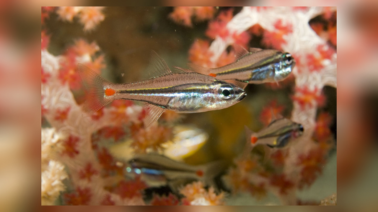 Ostorhinchus parvulus Red spotted cardinalfish, Red-spot Cardinalfish