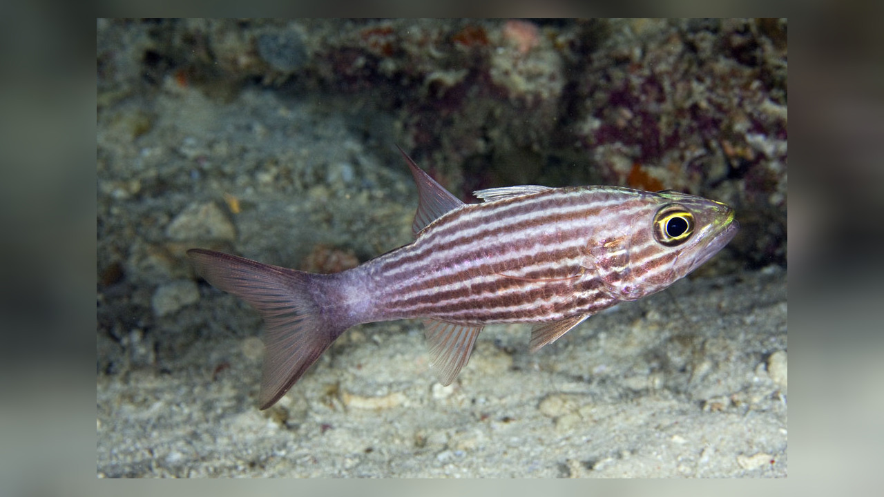 Cheilodipterus macrodon Large toothed cardinalfish, Tiger Cardinalfish
