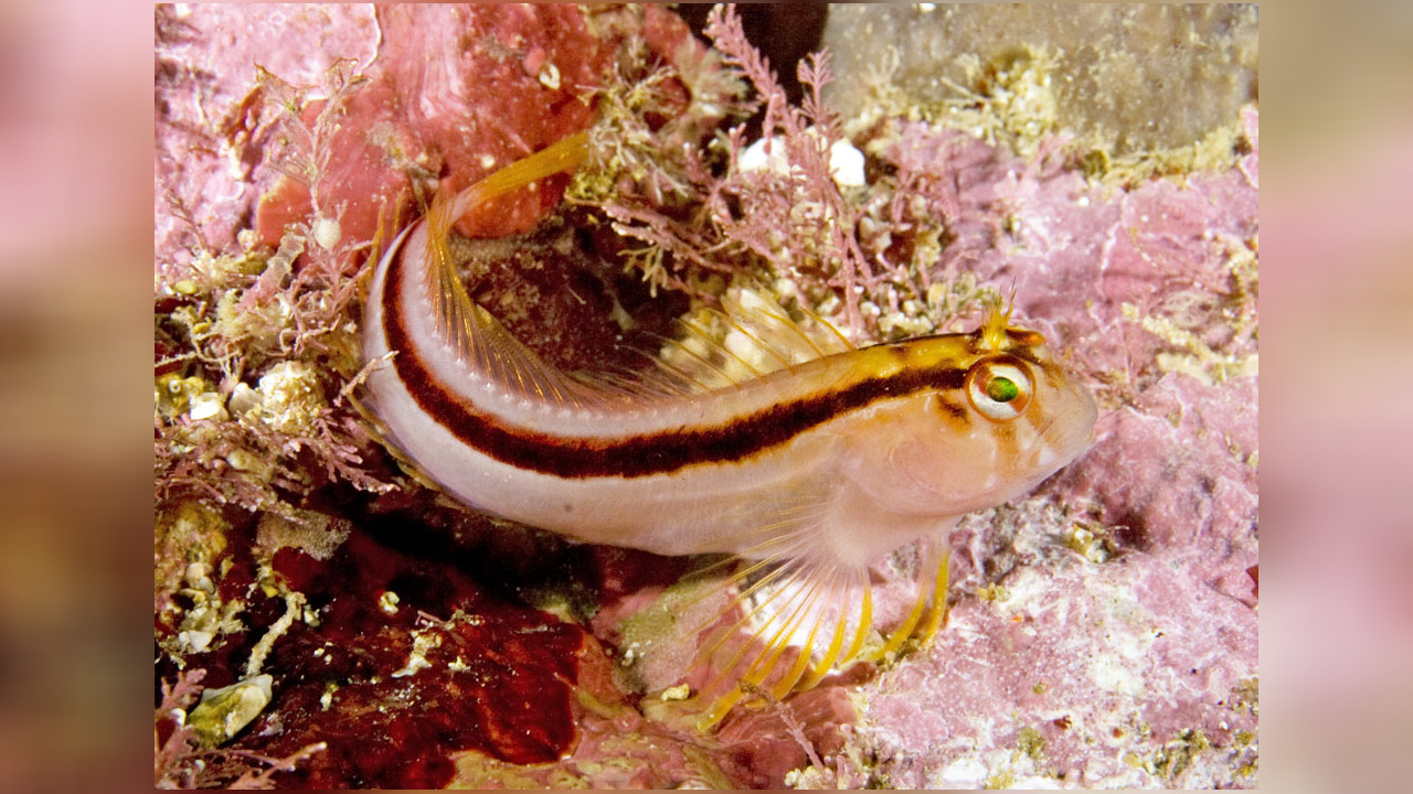 Parablennius laticlavius Crested Blenny