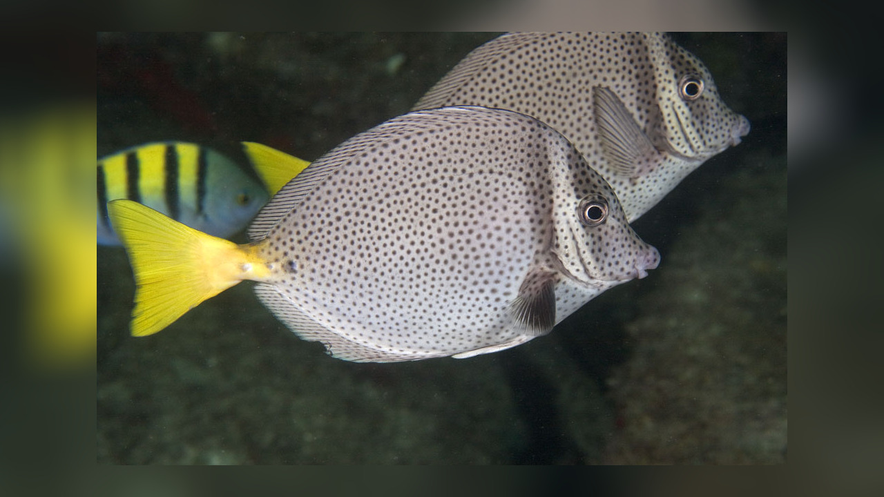 Prionurus punctatus Yellowtail Surgeonfish