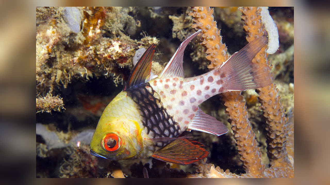Sphaeramia nematoptera Pajama Cardinalfish, Polka-dot Cardinalfish ...