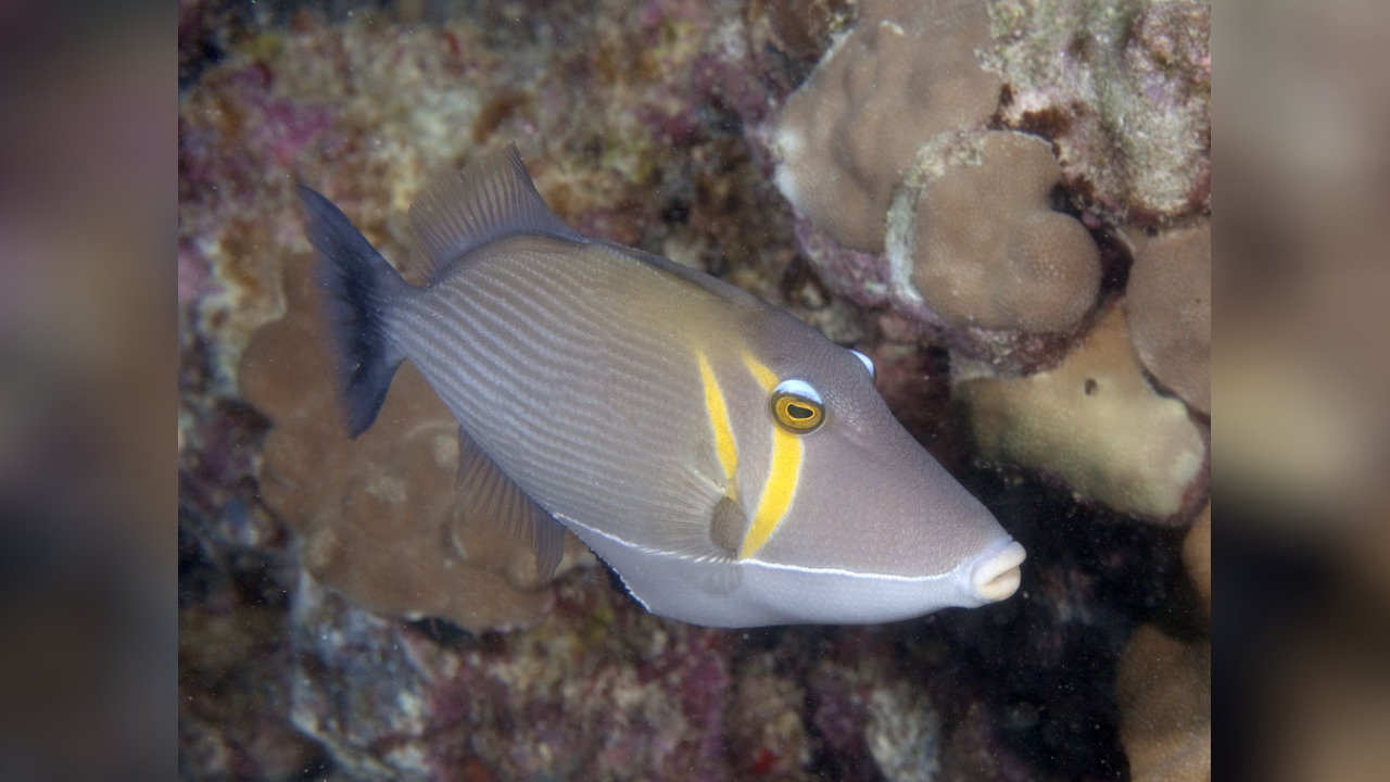 Sufflamen bursa Boomerang Triggerfish, Boomerang Trigger-fish, Lei ...