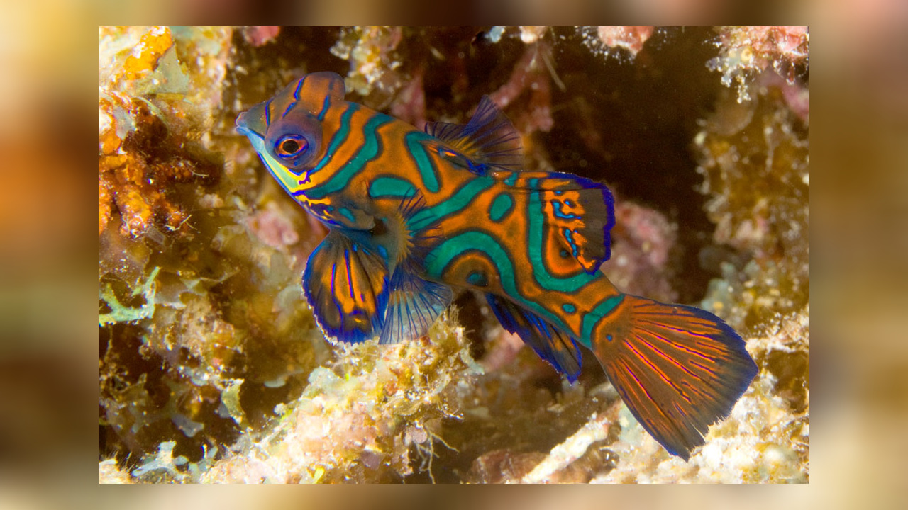 Synchiropus splendidus