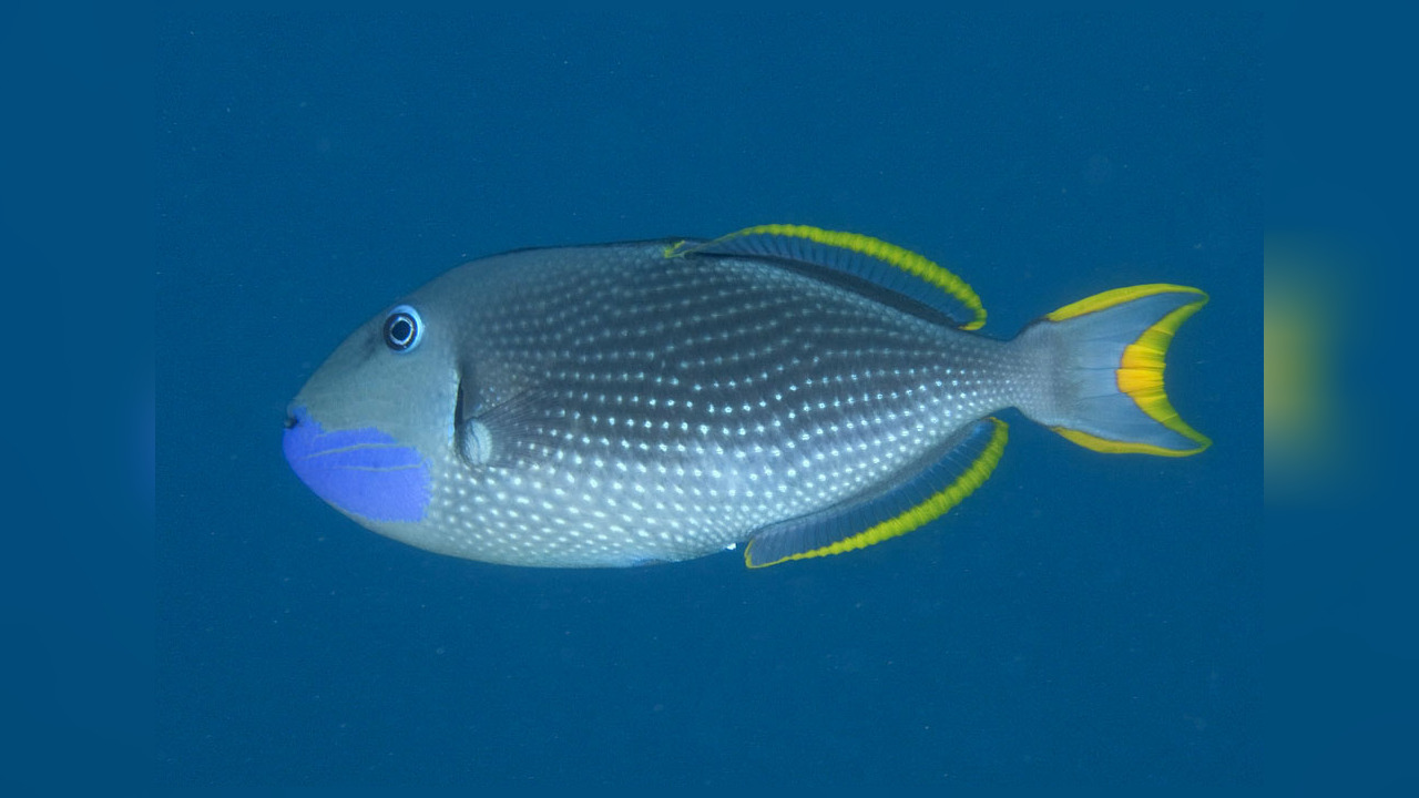 Xanthichthys auromarginatus Gilded triggerfish