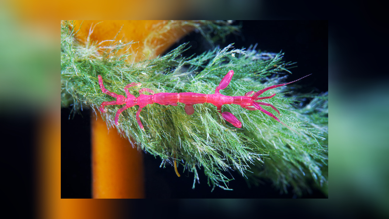 Caprella septentrionalis Caprella septentrionalis