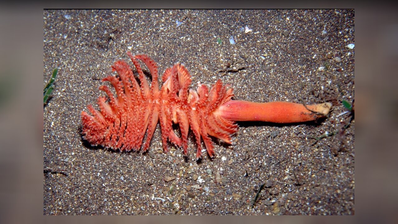 Pennatula aculeata Sea Pen