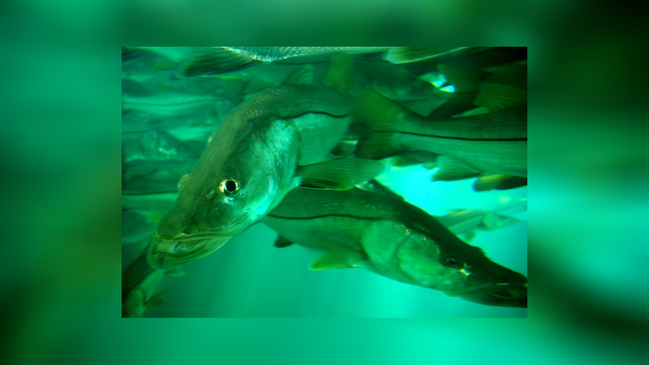 Centropomus undecimalis Snook