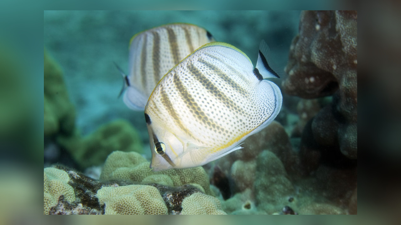Chaetodon multicinctus Hawaii-Steifenfalterfisch
