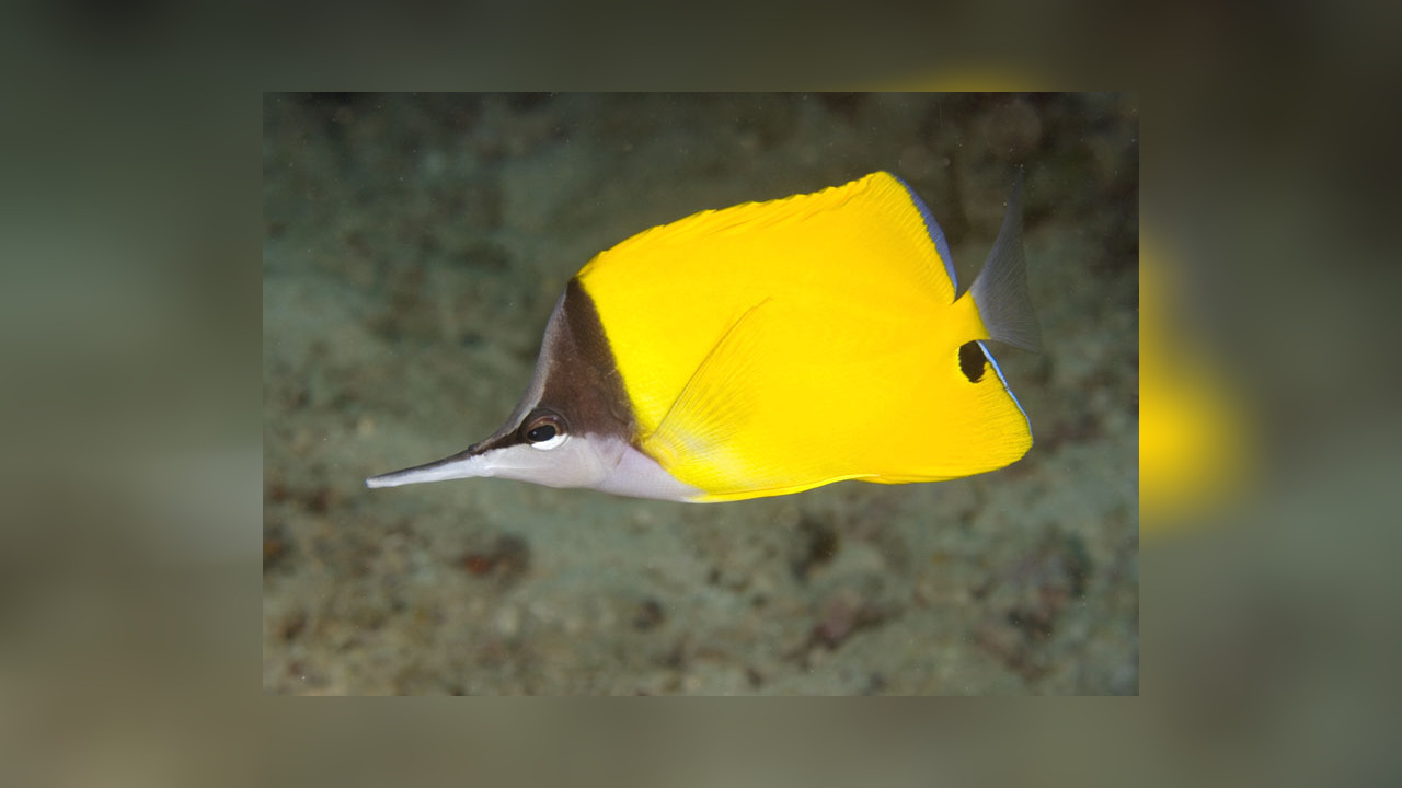 Forcipiger flavissimus Big long-nosed Butterflyfish, Forcepsfish ...