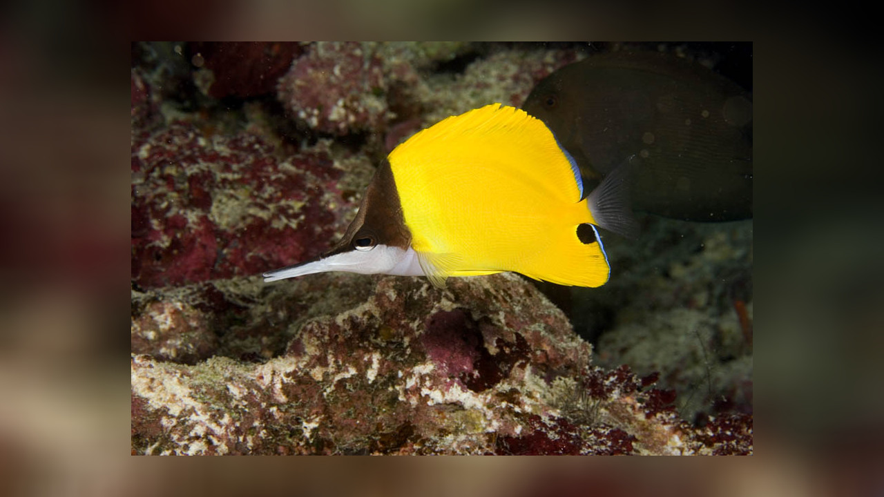 Forcipiger flavissimus Big long-nosed Butterflyfish, Forcepsfish ...