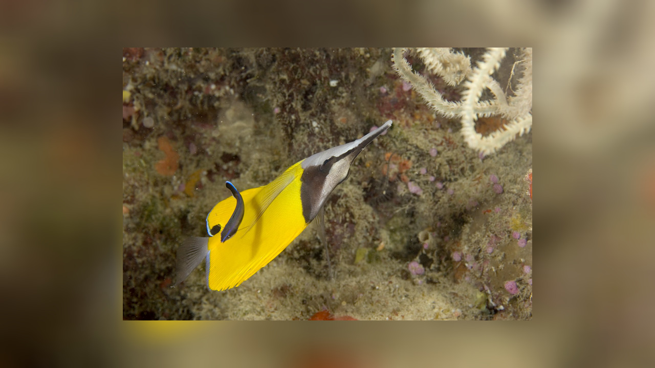 Forcipiger flavissimus Big long-nosed Butterflyfish, Forcepsfish ...