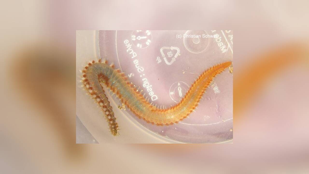 Eurythoe sp. 02