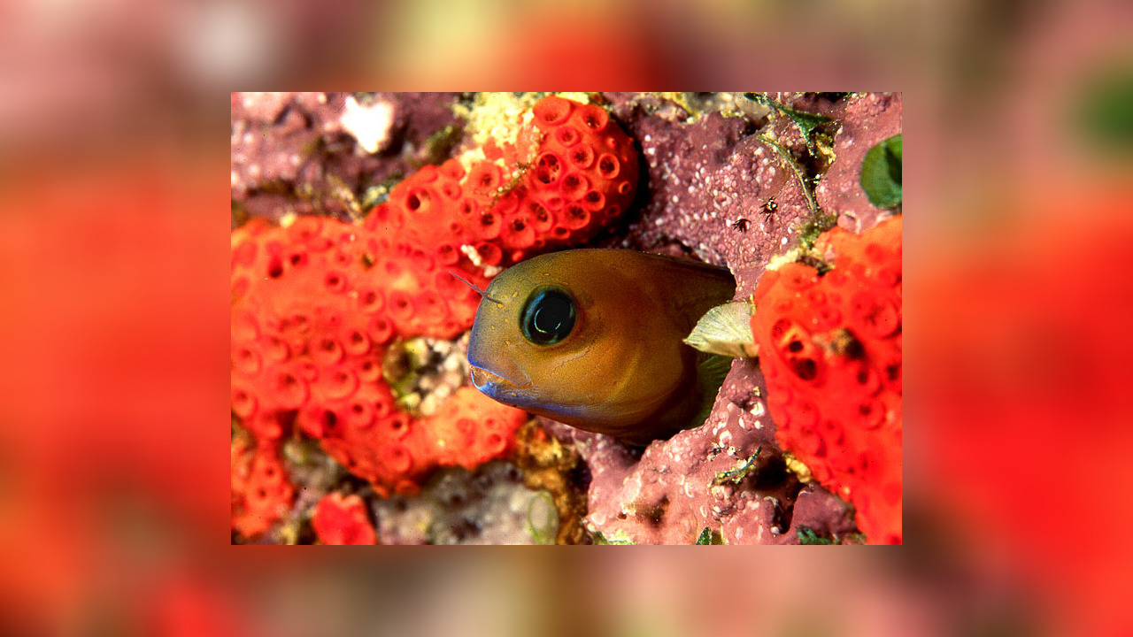 Ecsenius midas Persian blenny, Midas Coralblenny, Golden Blenny ...