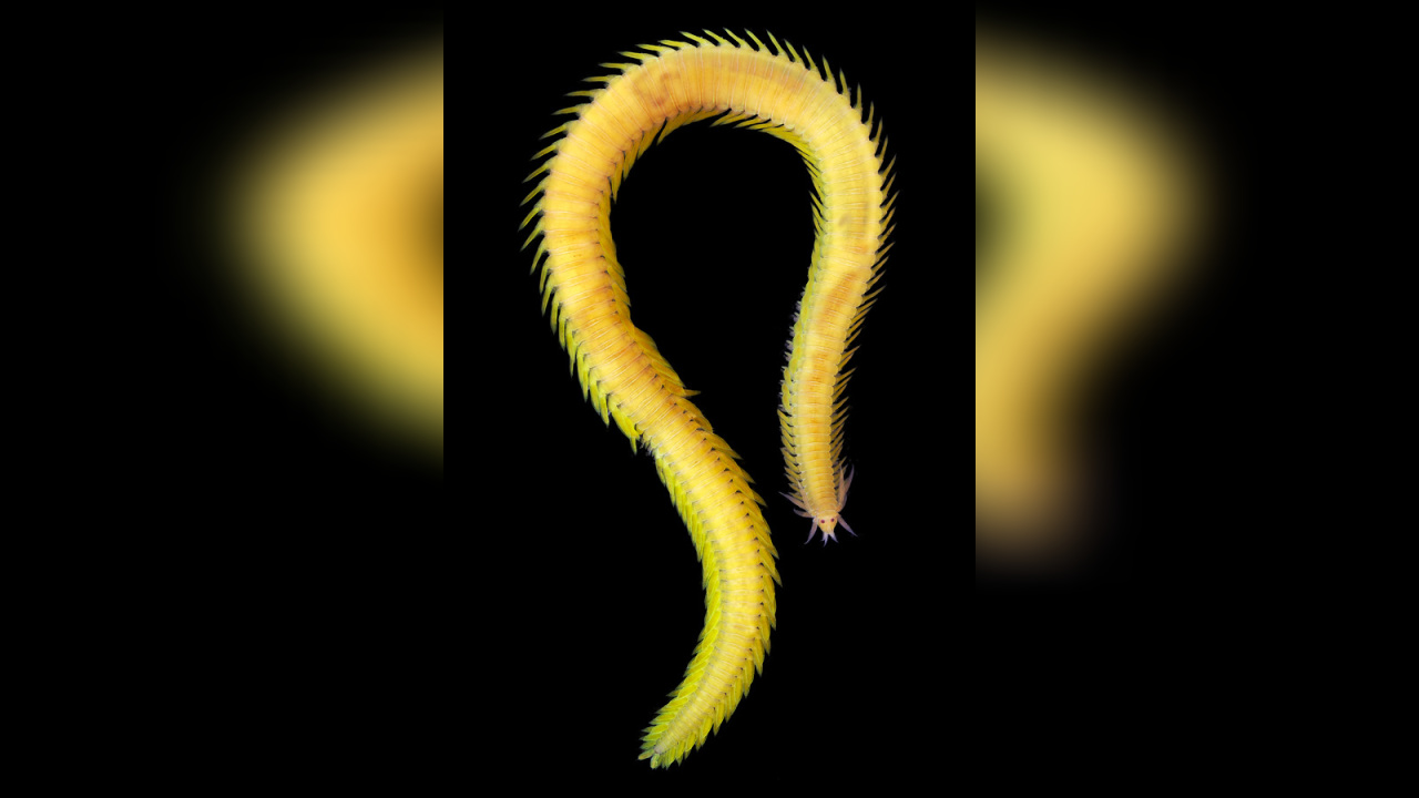 Eulalia viridis Greenleaf Worm, Paddle worm