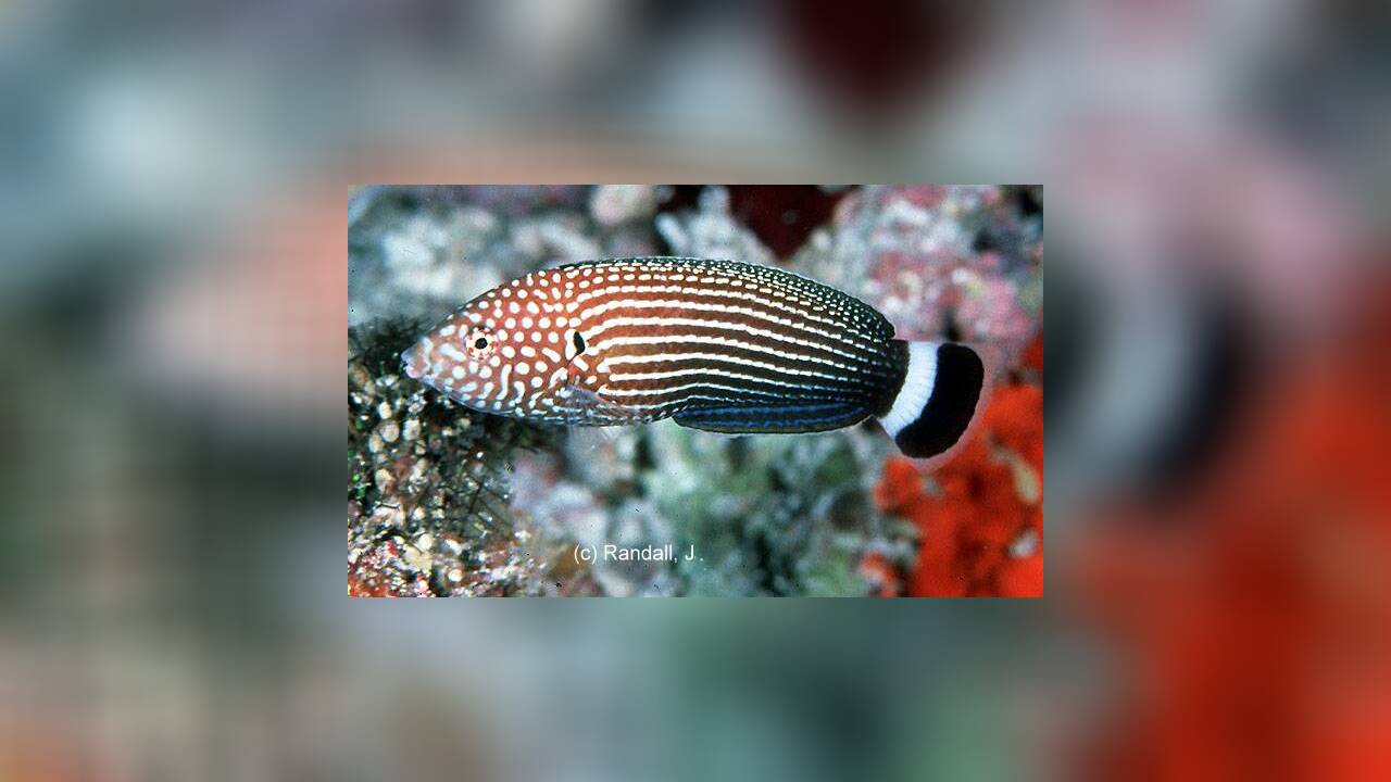 Anampses lineatus Lined Wrasse, Deep-sea Wrasse, Leaf Wrasse, Lined ...