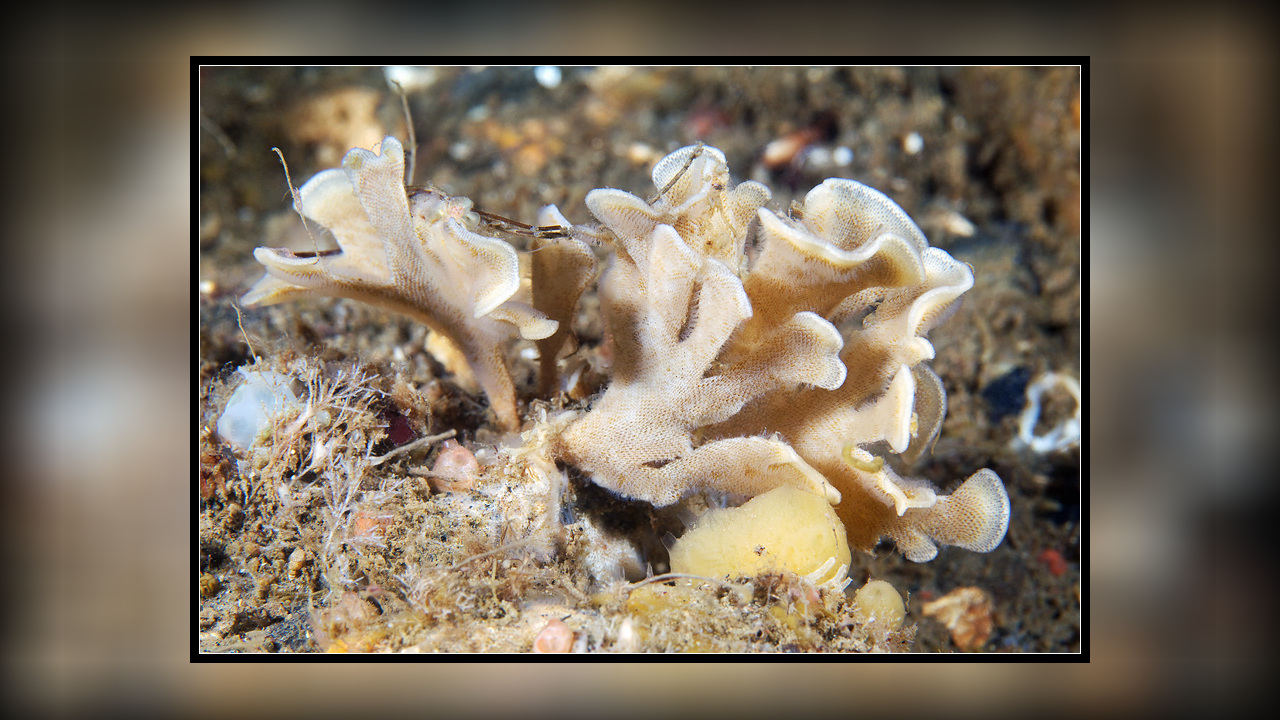 Flustra foliacea Leafy bryozoan, greater horn wrack