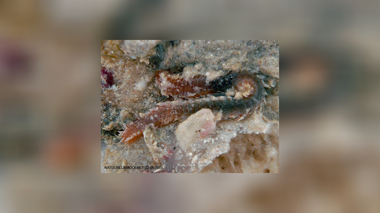 Eurythoe complanata Fire worm
